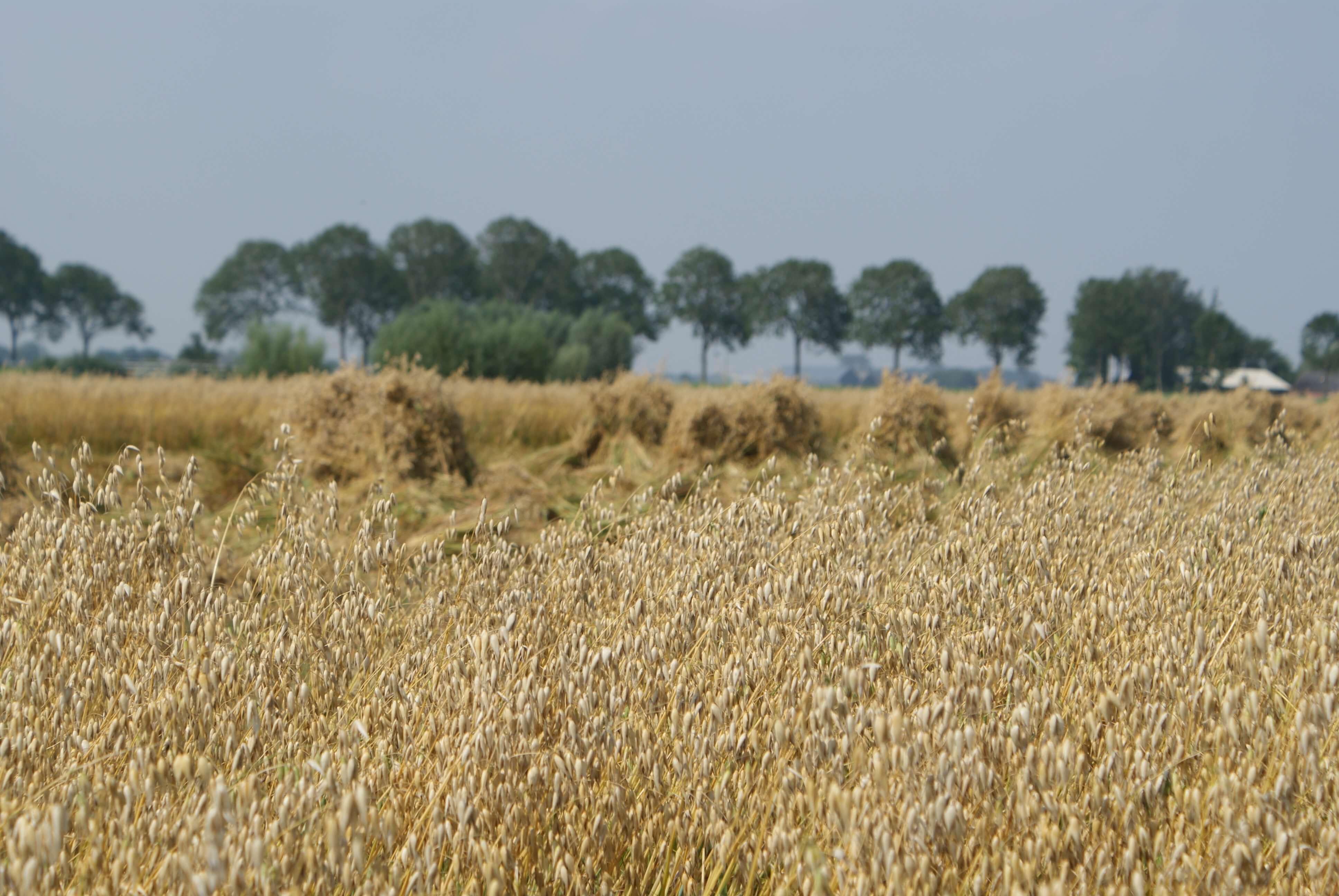 Landbouwgewassen Landgoed Verhildersum Leens Groningen